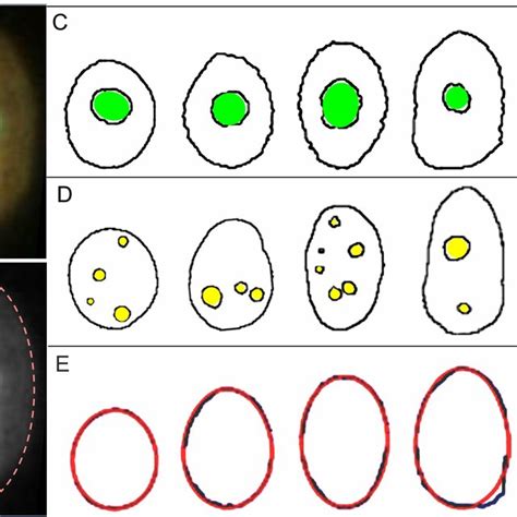 Quantifying Cell Morphology And Intracellular Organelles Raw A And