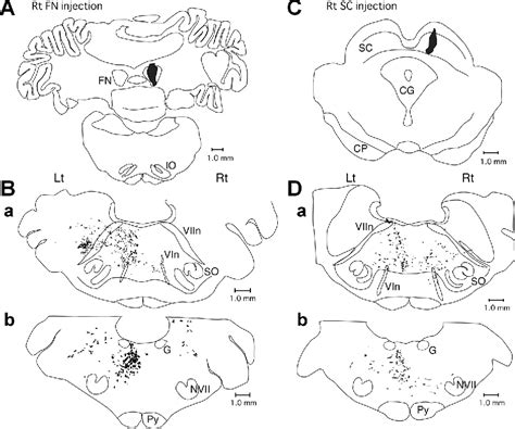 Caudal Pontine Reticular Nucleus Semantic Scholar