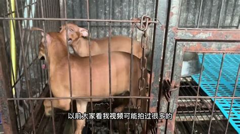 黄色的迷你杜宾，第一次见这种颜色 Youtube