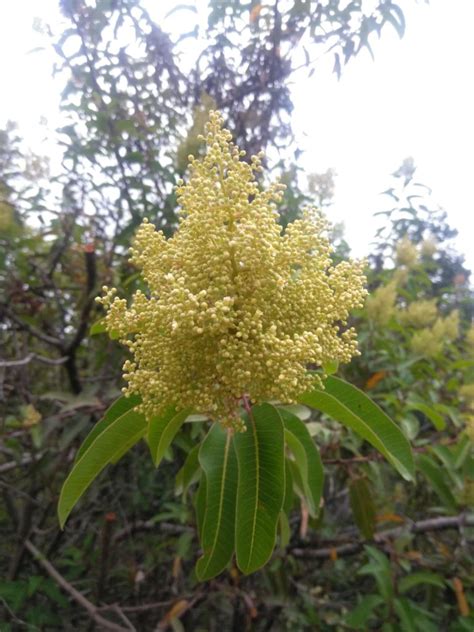 Laurel Sumac I Love Griffith Park