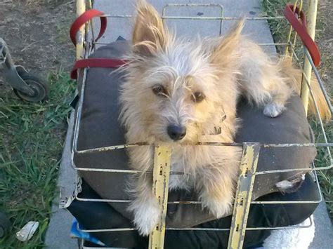 Adopt Alba On Petfinder Yorkie Yorkshire Terrier Kitten Adoption