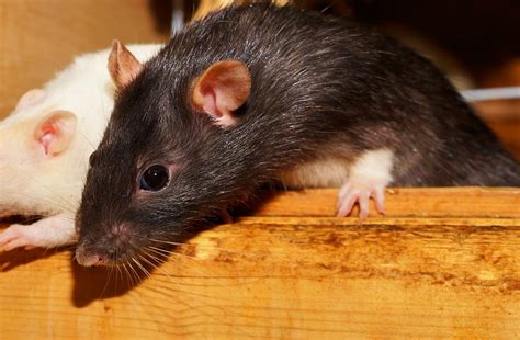 En Bretagne Il D Couvre Un Rat Vivant Dans La Cuvette De Ses Toilettes