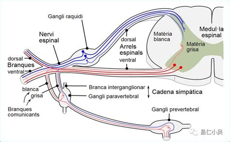 神经解剖学习笔记：脊髓和及神经解剖 体节