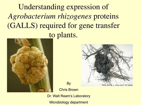 Ppt Understanding Expression Of Agrobacterium Rhizogenes Proteins