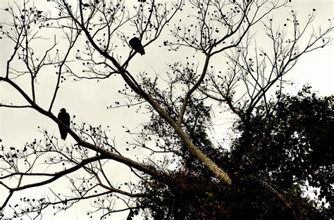 무료 이미지 나무 자연 분기 실루엣 검정색과 흰색 하늘 잎 꽃 봄 단색화 작은 가지 흑백 사진 우디 식물 2000x1324 167163