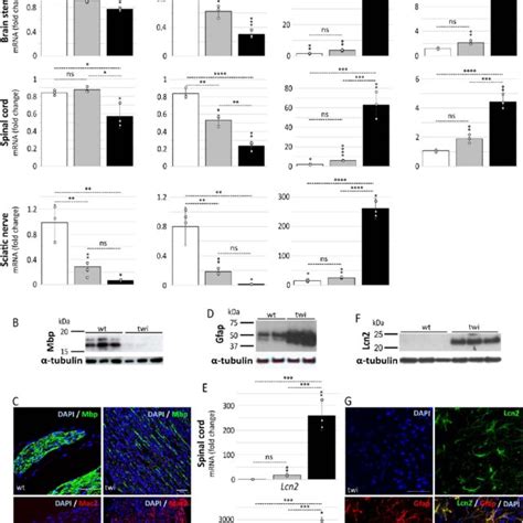 The Spatiotemporal Pattern Of Upregulated Inf Lammasome Gene Expression