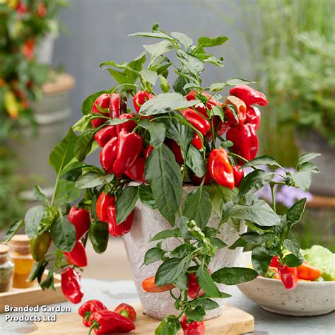 Chilli Pepper Hot Honey Sweet Chilli F1 Seeds