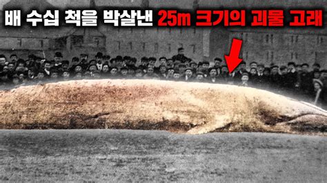 모비딕의 실제 모티브가 된 알비노 향유고래 모카딕 실화 사건사고 Youtube