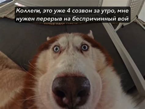 собакен работа картинки с надписями смешные картинки и другие приколы комиксы гиф