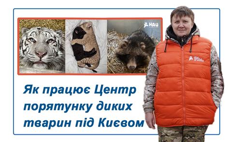 Понад 1000 врятованих як працює Центр порятунку диких тварин під