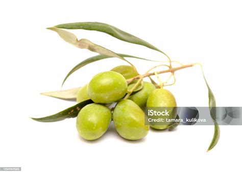 그란 카나리아의 농업 티라자나 지방 자치 단체에서 올리브 나무 올레아 Europaea의 작은 나뭇 가지 올리브유에 대한 스톡