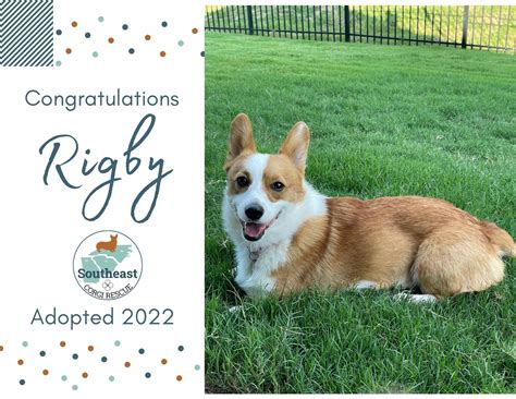 August 2022 One Welcome And Eight Celebrations Southeast Corgi Rescue