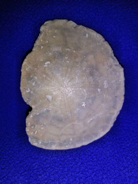 Class Echinoidea