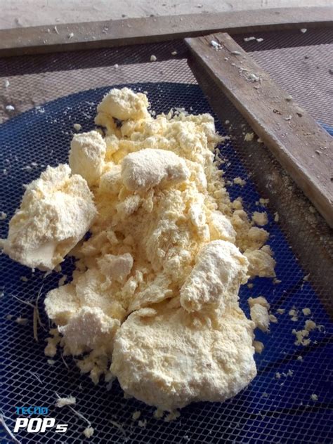 Donald Duke Cassava Variety The 6 Months Harvest Cassava Variety