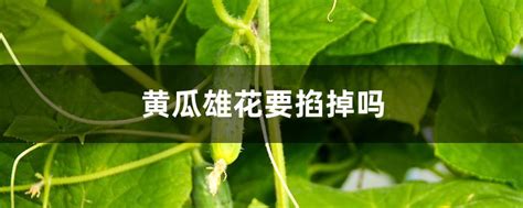 黄瓜雄花要掐掉吗 如意谷