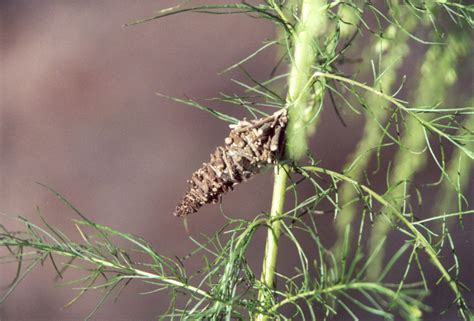 Florida Nature Thyridopteryx Ephemeraeformis Bagworm Moth