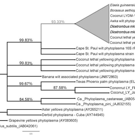 dendrogram constructed by the maximum likelihood method showing the