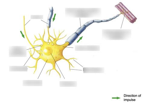 A4 Intro To Nervous System 1 Function Organisation And Tissues
