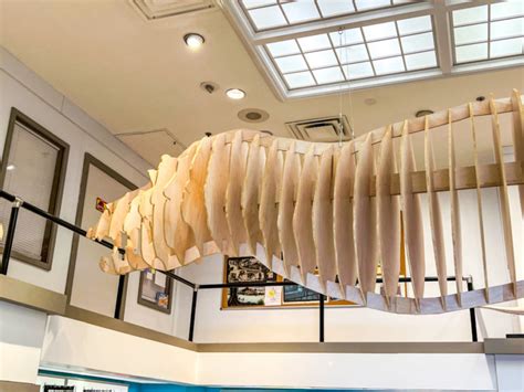 Full Tour Inside Universals New Jurassic Park Tribute Store