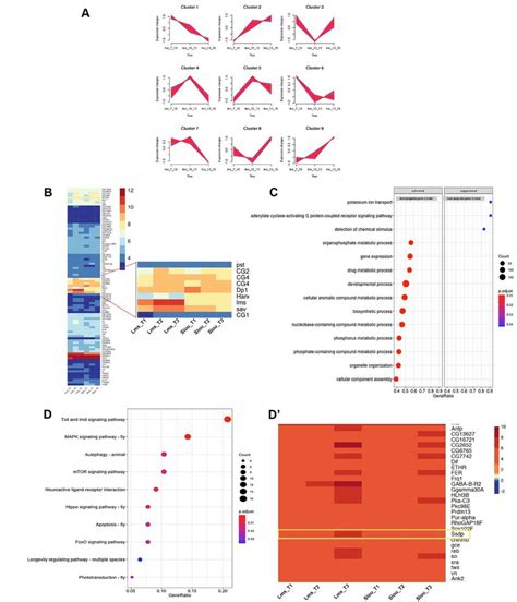Temporal Expression Profiling Of The Lms Muscle Subset A Lms Is