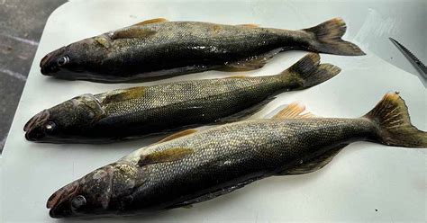 Leech Lake 6 29 2023 Angling Edge Buzz