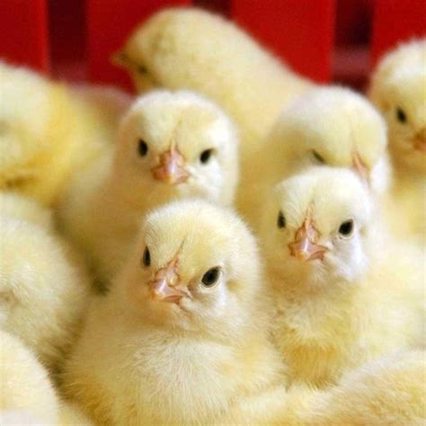 Продажа суточных цыплят бройлеров ближайший вывод 21 апреля суточные