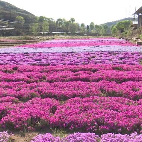 华亭市 乡村旅游逐渐升温 “网红”花海迎客来上关镇游客养殖