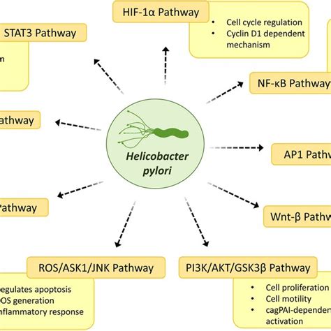 Outcomes Of The Altered Signaling Pathways In During Ebv Infection Ebv