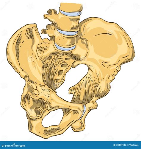 Pelvic Girdle Stock Vector Illustration Of Skeleton 78497112