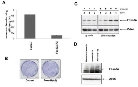 An Integrated Genomic Approach Identifies That The Pi3kaktfoxo