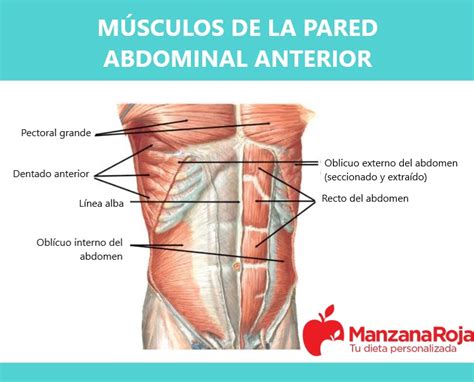 Anatomía Abdominal Función Y Ejercicios Manzanaroja Dieta