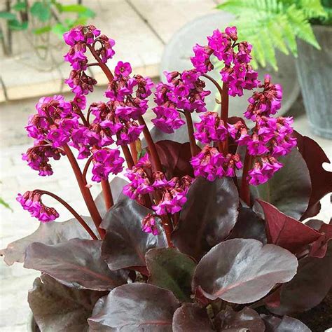 Купить семена Бадан Bergenia Crassifolia Eroica в Москве: доставка ...