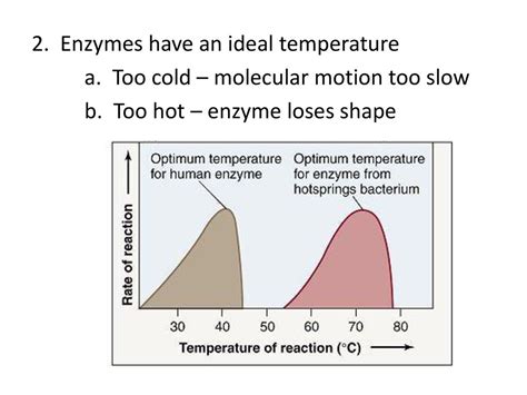 2.5 - Enzymes. - ppt download