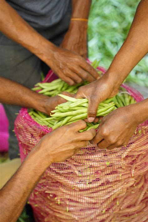 ️ ආයෝජනය 100 000 සිට ️ මාසිකව ආදායම ඔබගේ ගිනුමට ️ ඉඩමක් අපෙන් ඔබට ️ වගව නඩත්තුව ආයතනය විසින