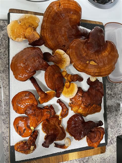 Ganoderma Tsugae R Mushroomid