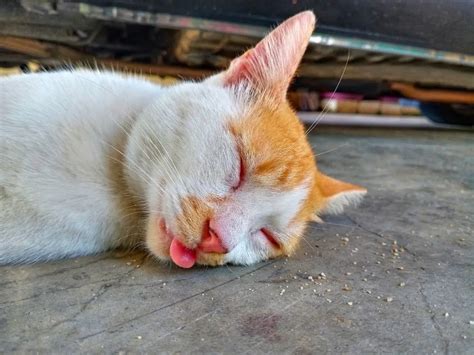Kediler Neden Dili Dışarıda Uyur Çizmeli Kedi Veteriner Kliniği