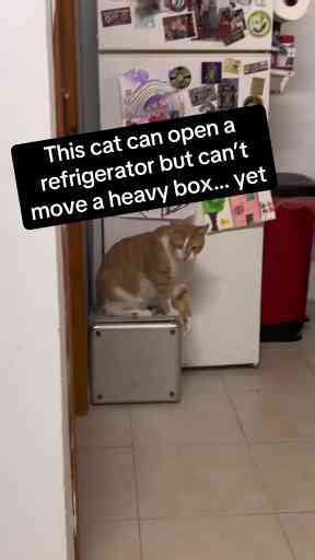 Woman Has To Block The Fridge To Stop Cat Eating All The Turkey