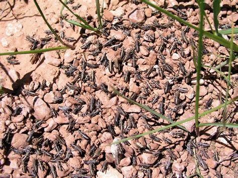 Hopper Band Of Early Instar Nymphs Of The Clearwing Grasshopper Camnula