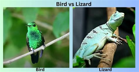 Bird Vs Lizard What I Saw Shocked Me
