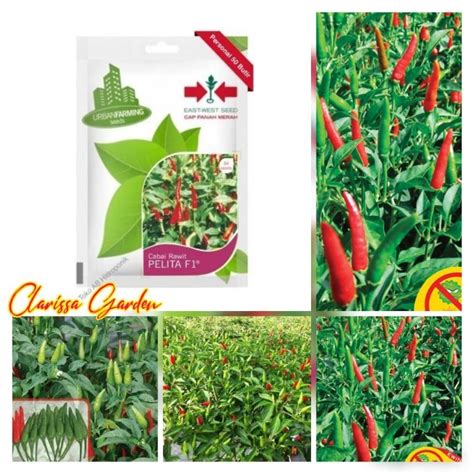 Jual BENIH CAP PANAH MERAH CABE RAWIT PELITA F1 KEMASAN PABRIK Shopee Indonesia