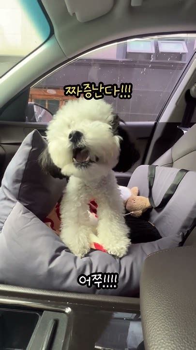 운전자석 못오게해서 대들고 삐지는 강아지 Youtube