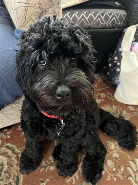 Meet Loki The 11 Month Old Cockapoo Rpics