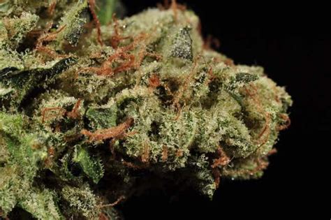 Cannabis For Sex Strains Buy Weed Online In Europe