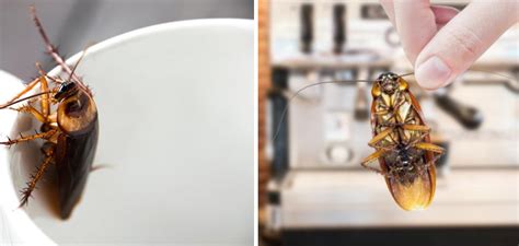 How To Keep Roaches Out Of Coffee Maker 10 Easy Methods 2025