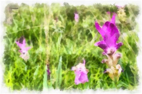 야생 수선화와 산 숲의 꽃밭의 풍경 수채화 스타일 일러스트 인상파 그림 0명에 대한 스톡 벡터 아트 및 기타 이미지 0명 꽃 나무 꽃 식물 Istock