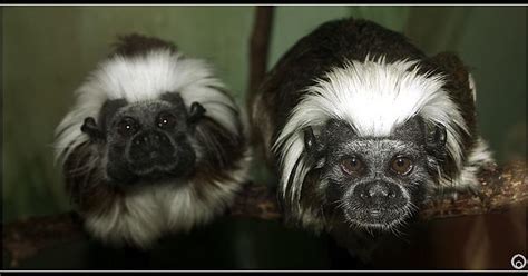 Cotton Top Tamarins Imgur