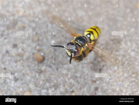 Bee Killer With Prey Philanthus Triangulum Insect In Flight Stock