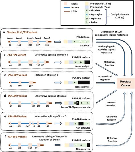 A Schematic Representation Of The Klk3 Splice Variants And Isoforms And