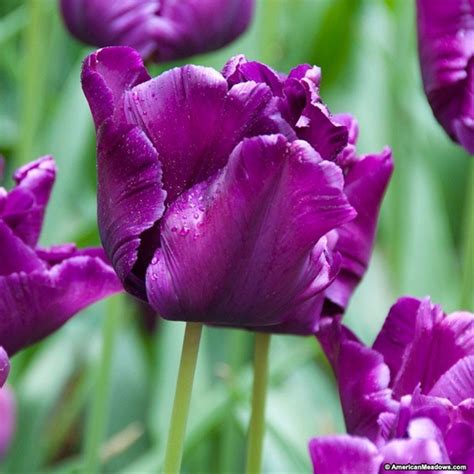 Tulip Parrot Prince Tulips Flowers And Fillers Flowers By