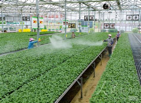 广西贺州：科技育苗助力蔬菜产业发展 人民图片网
